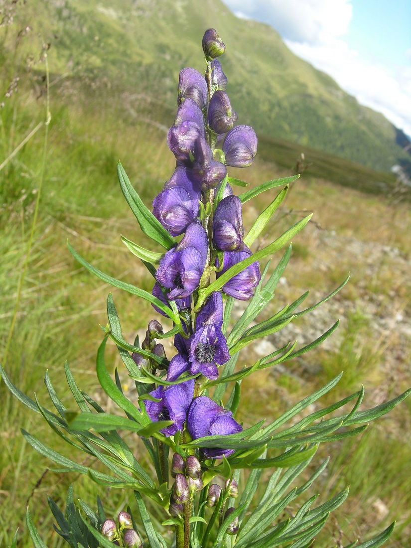 ACONITO (Aconitum Napellus)﻿ - Blog di pociopocio