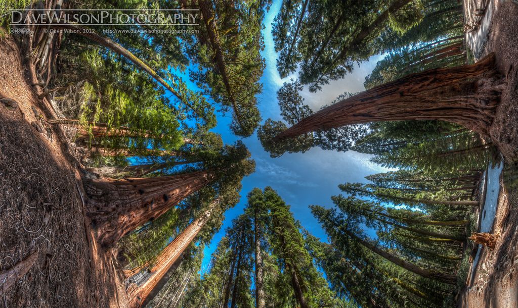 Pasión por Viajar: Lugares inolvidables: Parque Nacional Secuoyas