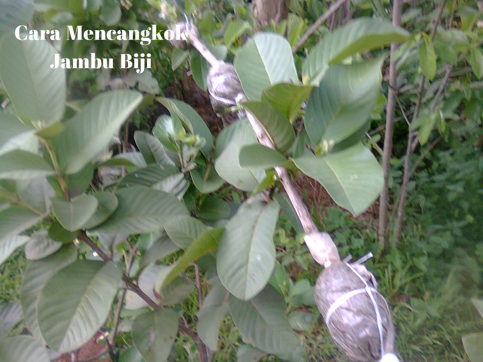 Cara Mencangkok Tanaman Jambu Biji