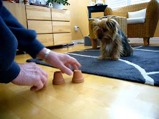 9 Fun Scent Games For Your Dog | Australian Dog Lover