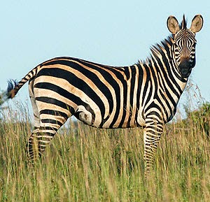 ANIMALES DEL MUNDO : LA CEBRA