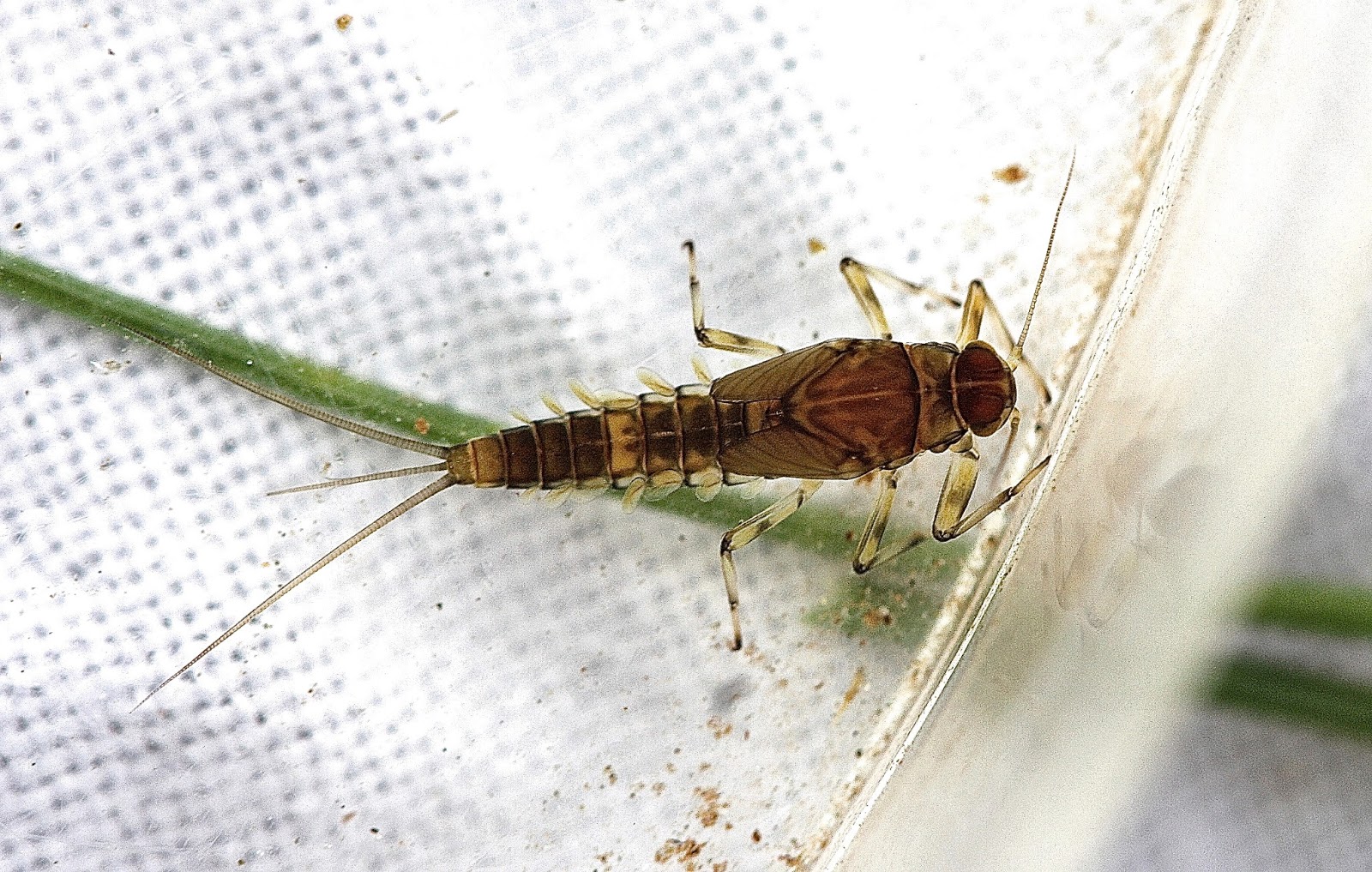 Aquatic Insects of Central Virginia: Baetis tricaudatus: confirming the ...