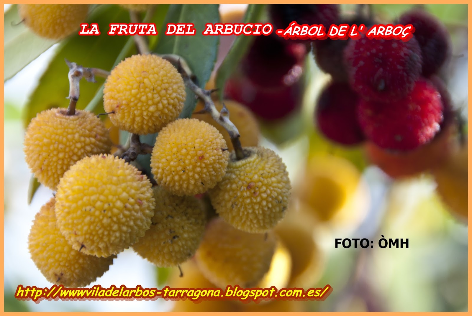 INDICE DEL BLOG VILA DEL ARBOS -TARRAGONA : ORIGEN DEL NOMBRE INDICE DEL BLOG VILA DEL ARBOS -TARRAGONA : ORIGEN DEL NOMBRE