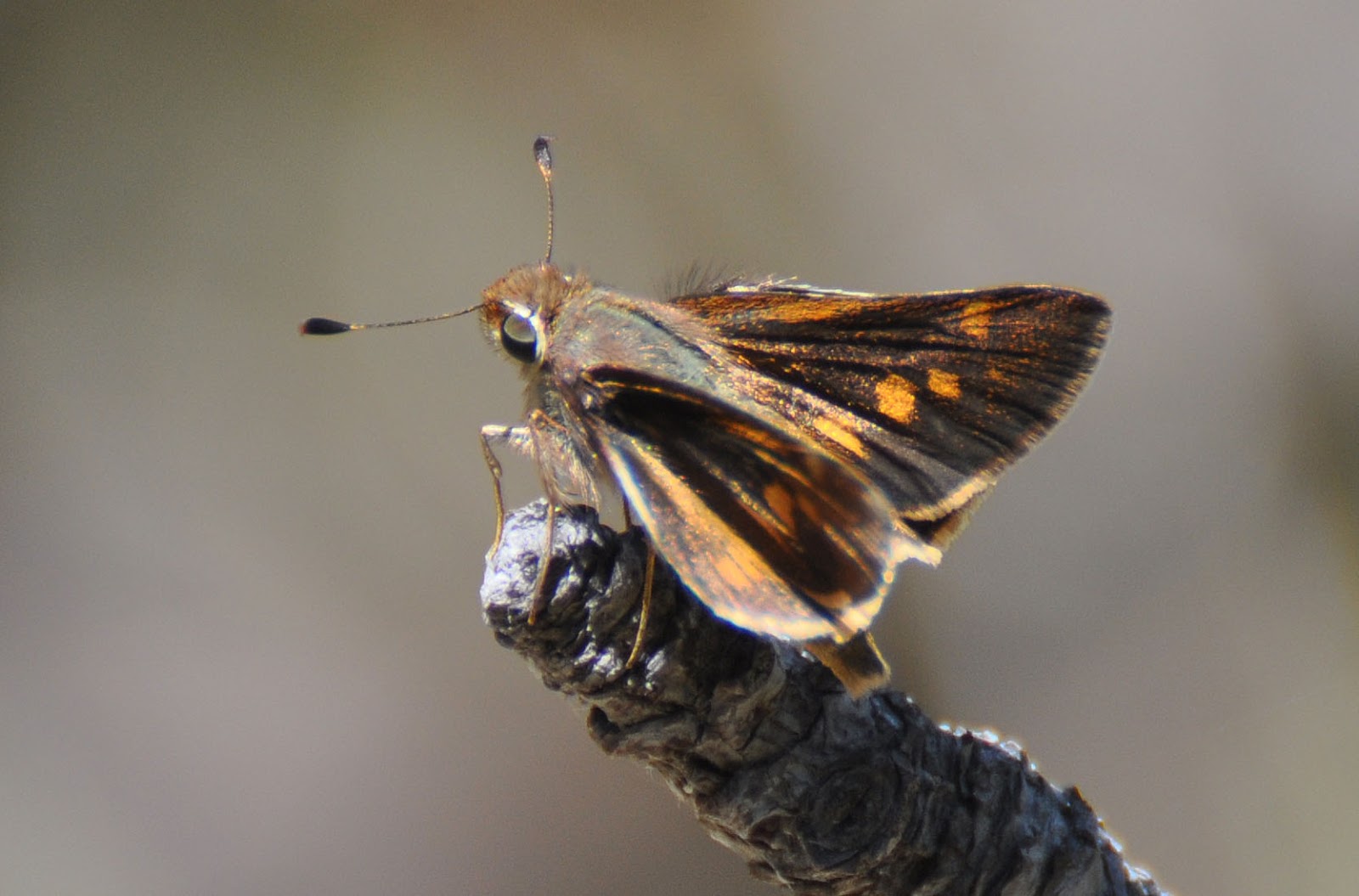Mother Nature's Backyard - A Water-wise Garden: Umber Skipper Butterfly ...