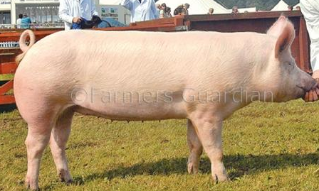 Aaron: My clean pig machine