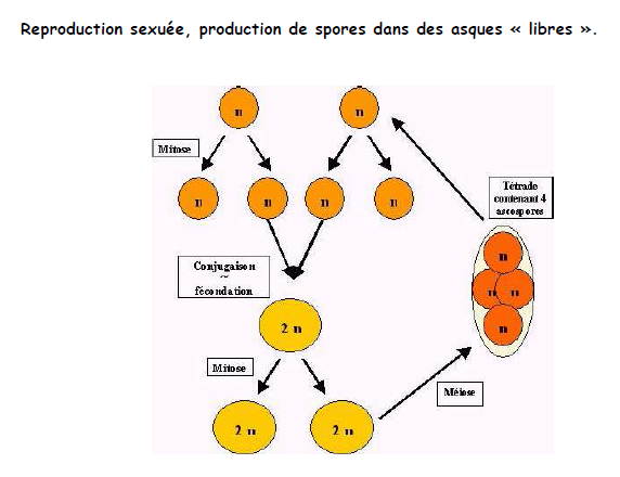 Espace Techniciens de Laboratoire: Les levures