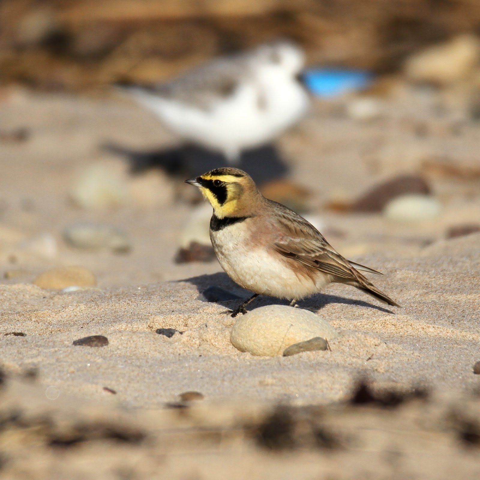 TrogTrogBlog: More larks