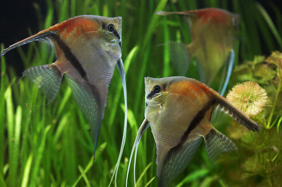 Aquarium Fish - Angelfish Pictures | Animals Library