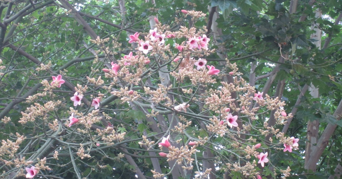 elarbolmiamigo-encinarosa: Brachichito rosa / Brachychiton discolor ...