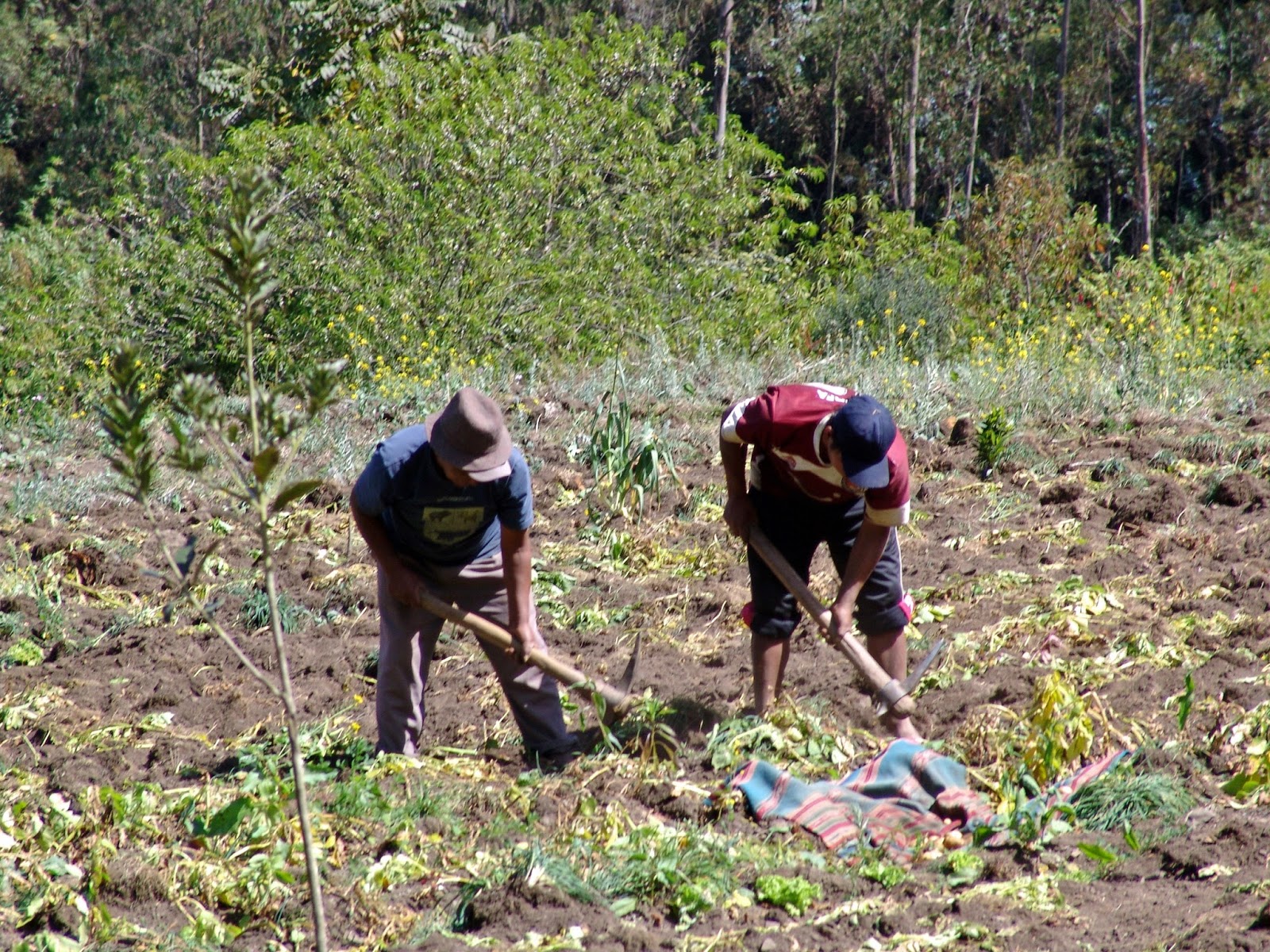 COMUNIDADES CAMPESINAS DE APURIMAC: SALUDO POR EL DIA DEL CAMPESINO