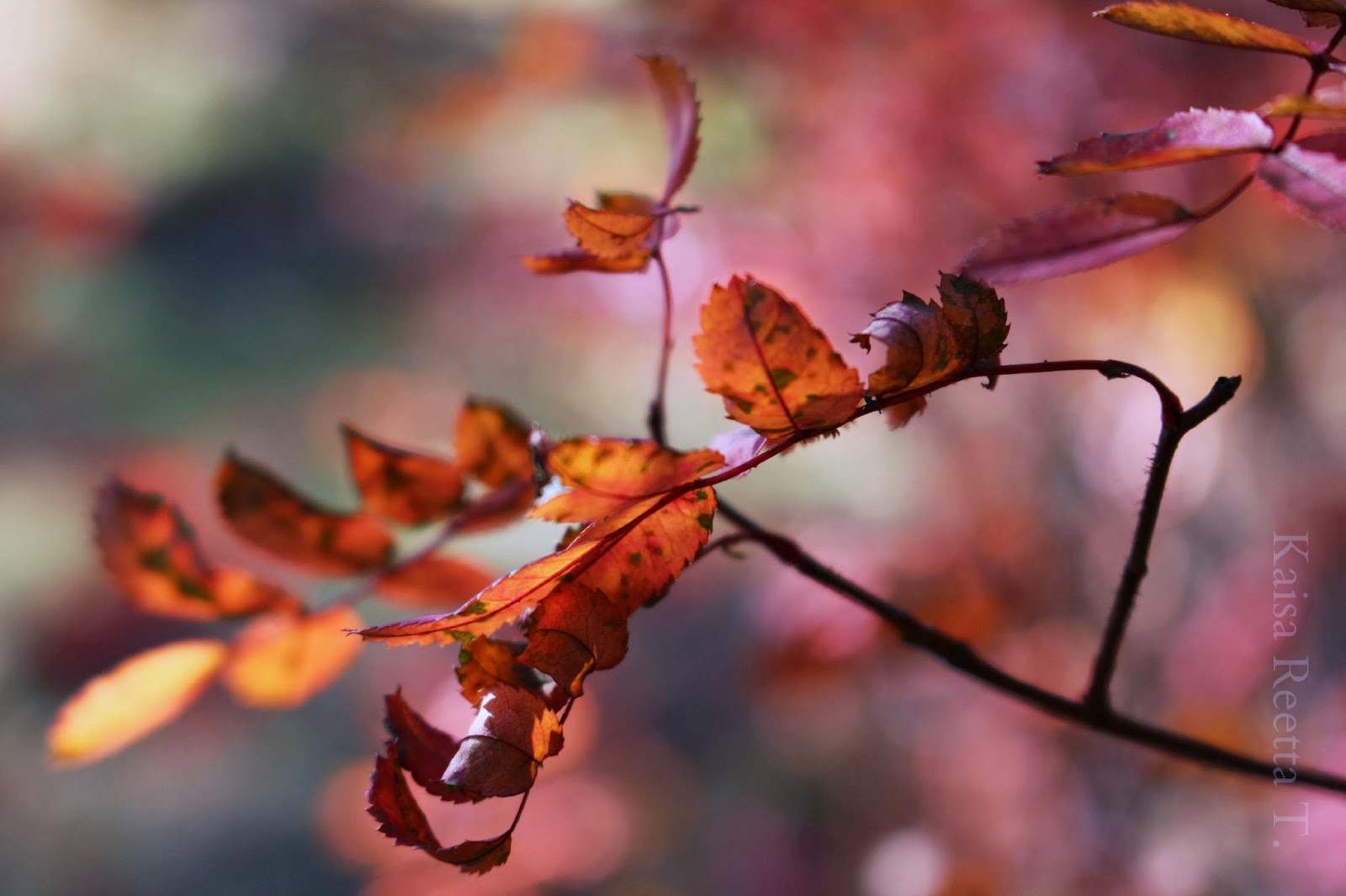 Kaisa Reetta T.: Tervetuloa, talvi