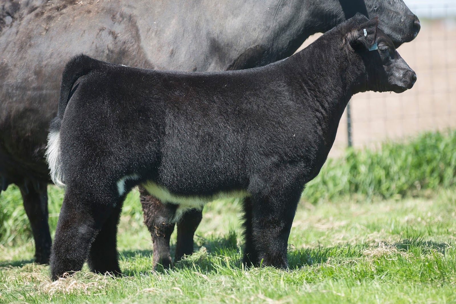 RCC Blog: HERE I AM! Look for these 2 Here I Am Calves in the First ...