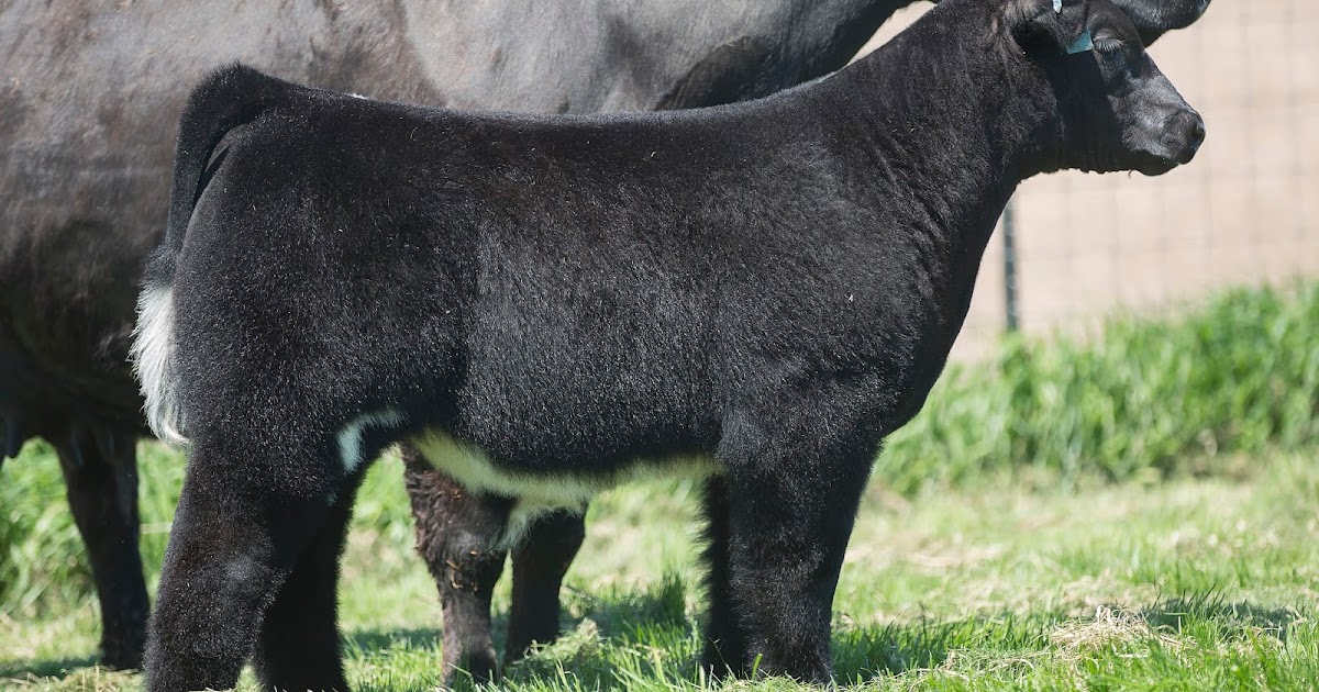 RCC Blog: HERE I AM! Look for these 2 Here I Am Calves in the First ...