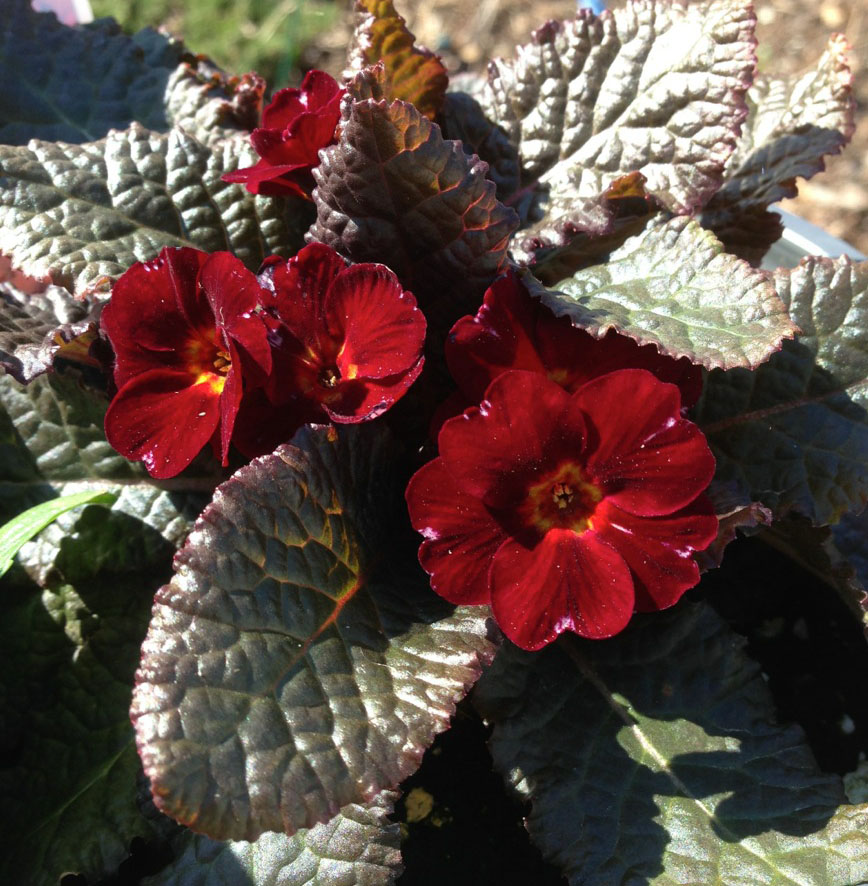 Bloomingwriter: Gardening in Nova Scotia: It all starts with one...primula