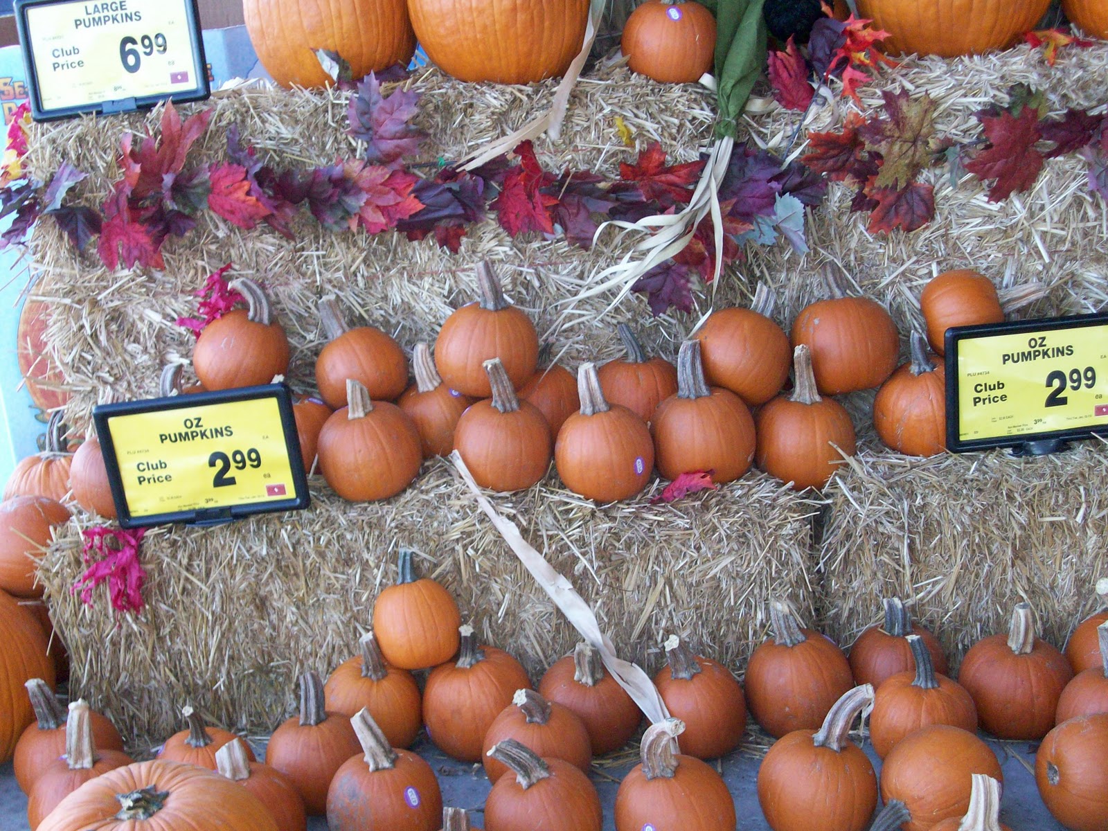Whatever I Think Of!: Pumpkin Displays at Safeway