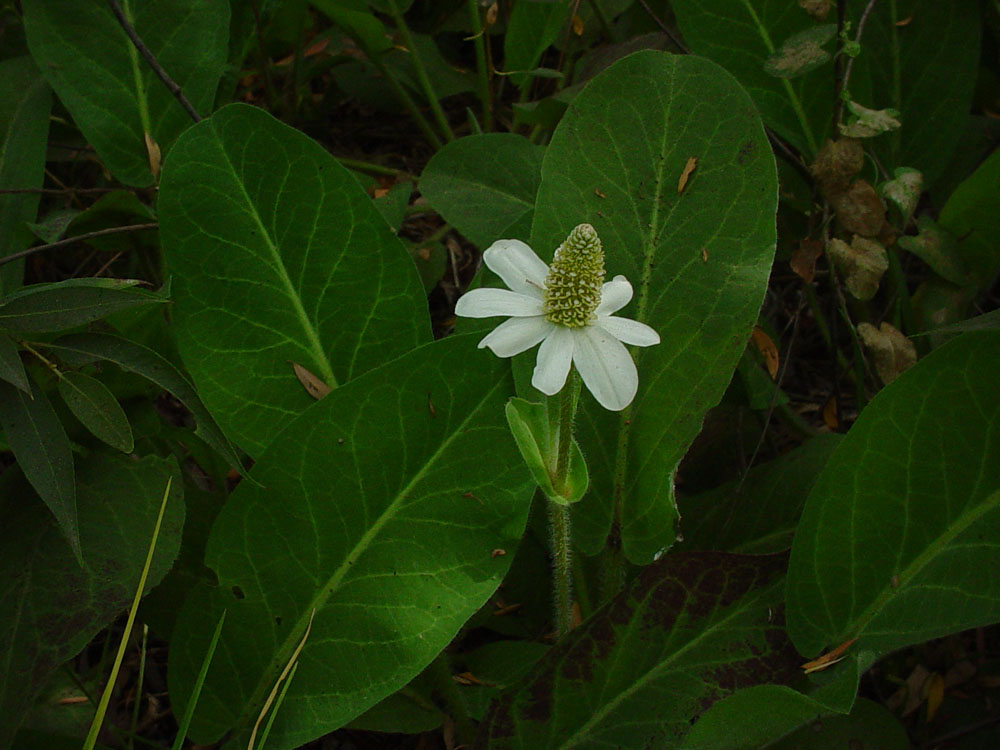 Mother Nature's Backyard - A Water-wise Garden: Plant of the Month ...