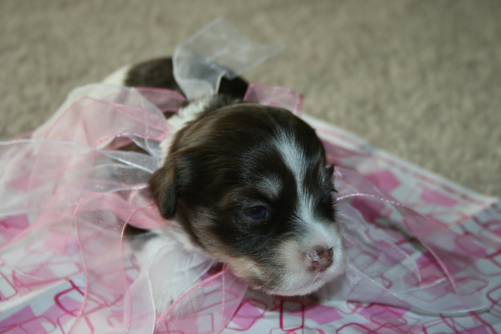 Available Puppies: Havanese puppies are 2 weeks old with their eyes open!!