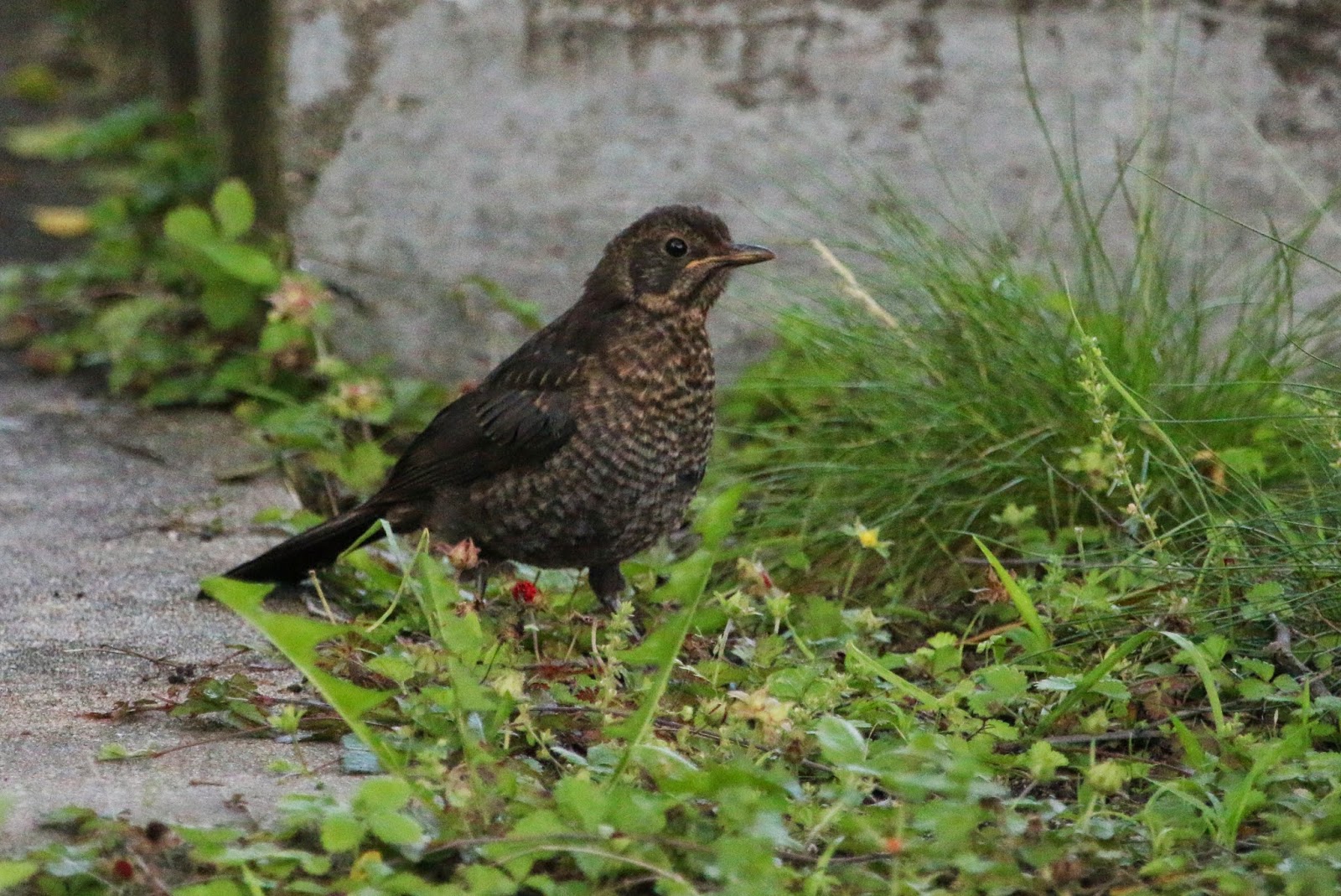 Voando na Natureza: maio 2014