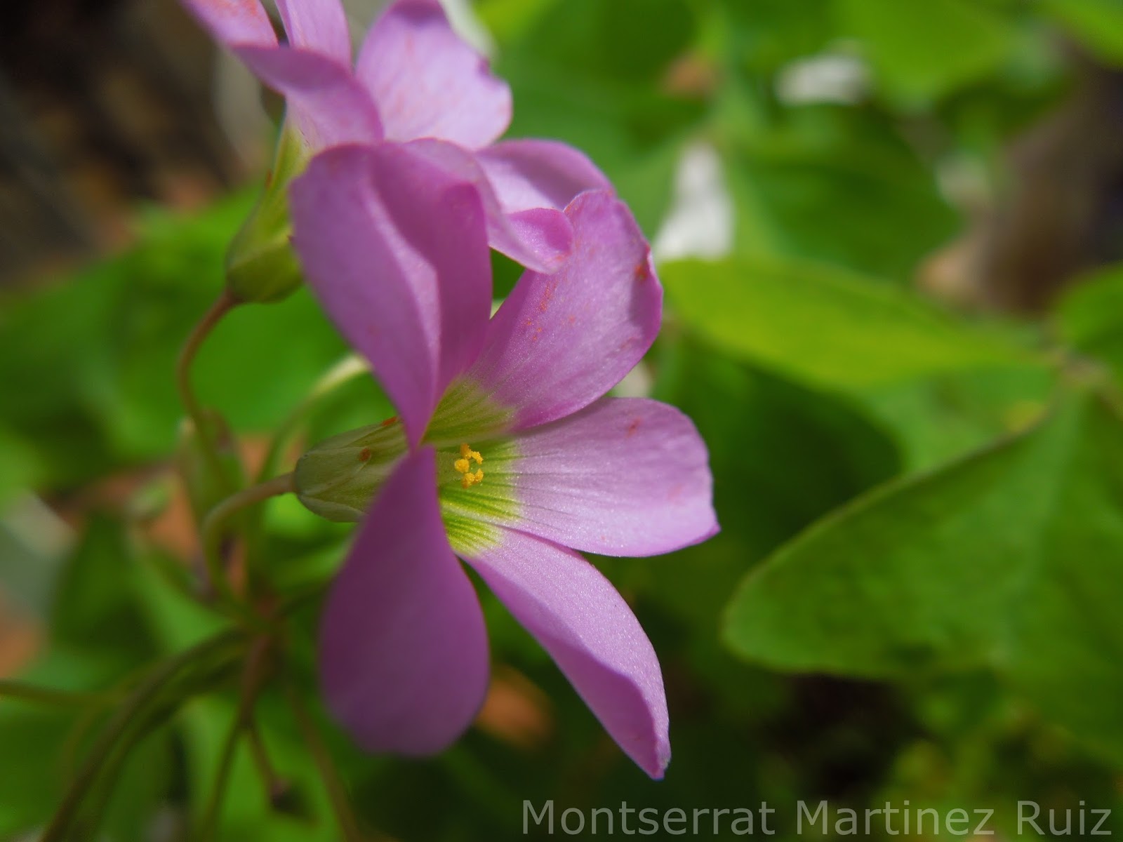 OXALIS LATIFOLIA - BOTÀNIC SERRAT
