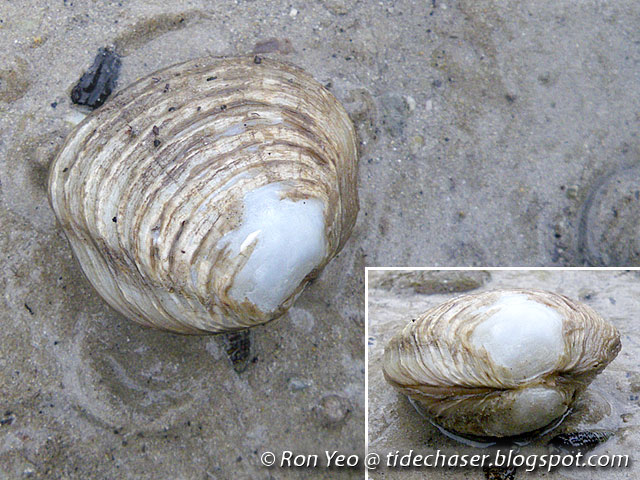 tHE tiDE cHAsER: Bivalves (Phyllum Mollusca: Class Bivalvia) of Singapore