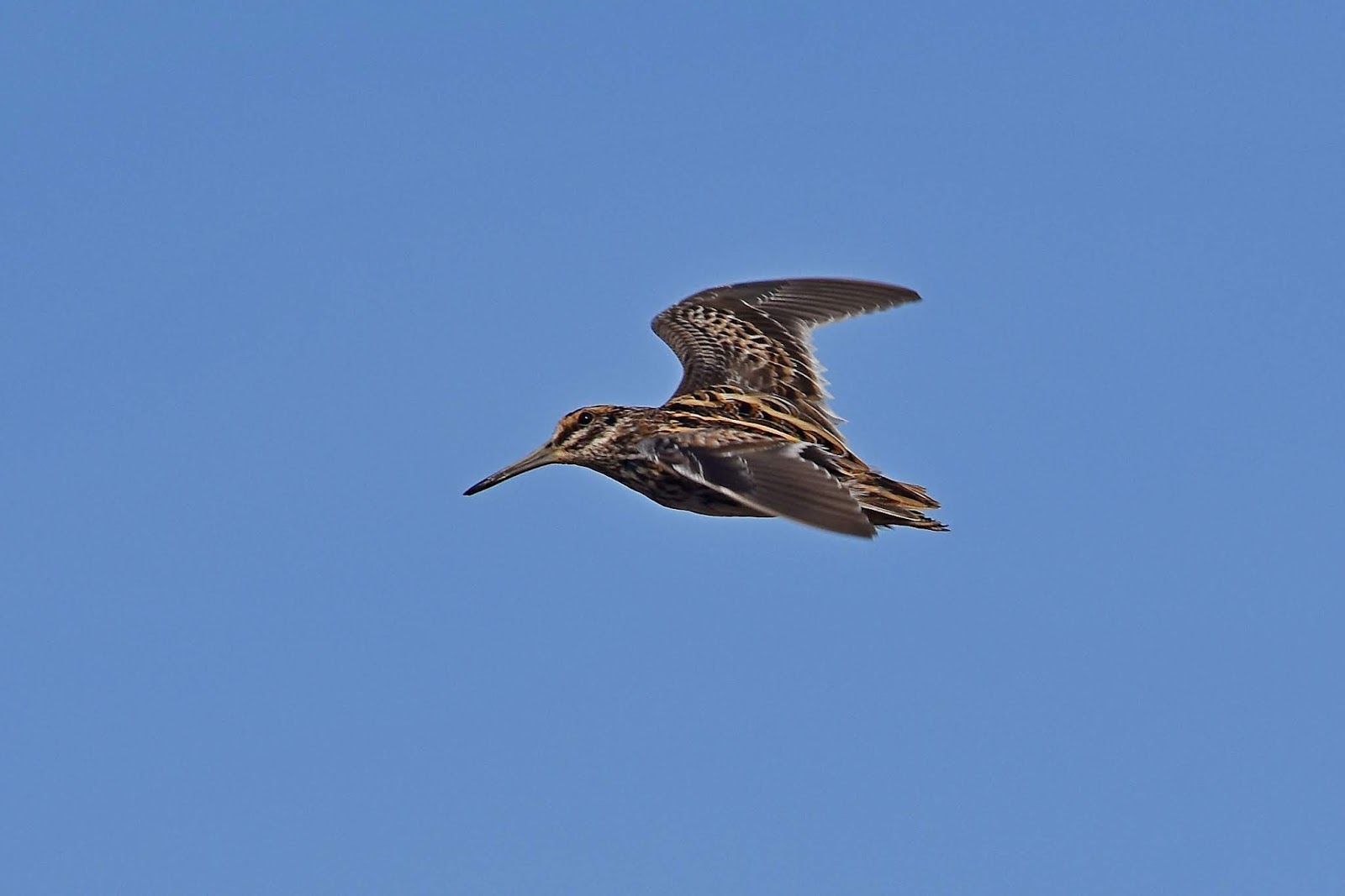 CAMBRIDGESHIRE BIRD CLUB GALLERY: Jack Snipe