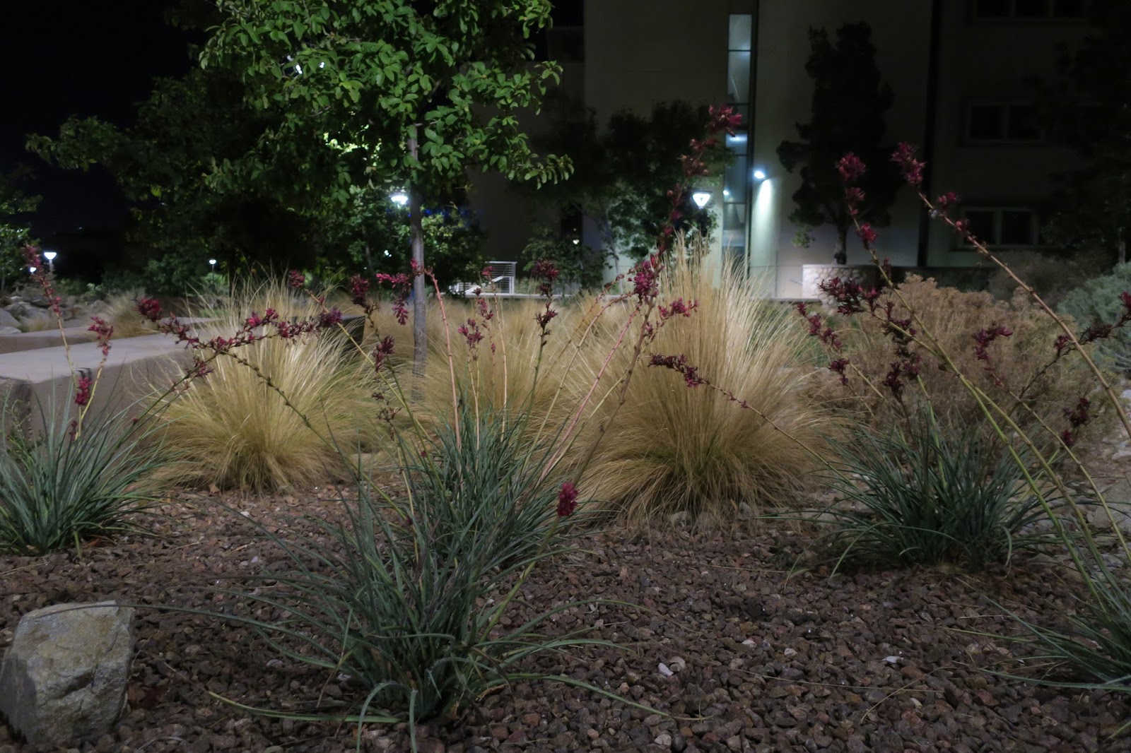 Living Rootless: El Paso: UTEP: Evening on the Campus