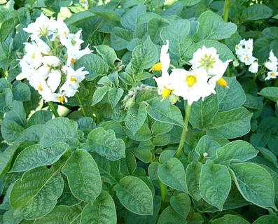 Caminante Wanderer: Flor de papa