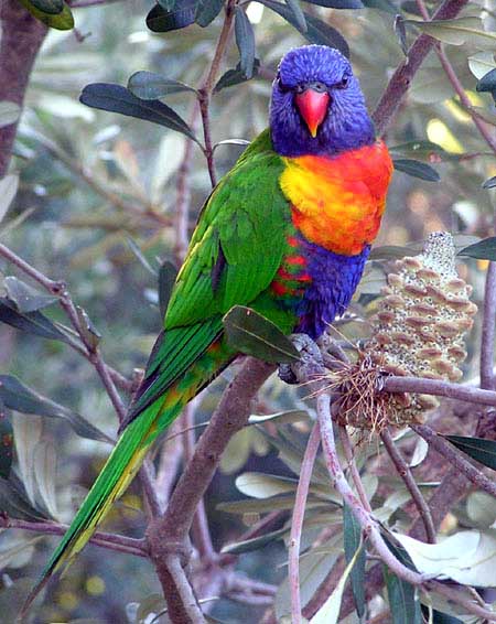 MARIGUARI: LORITO SWAISON (Trichoglossus haematodus moluccanus)