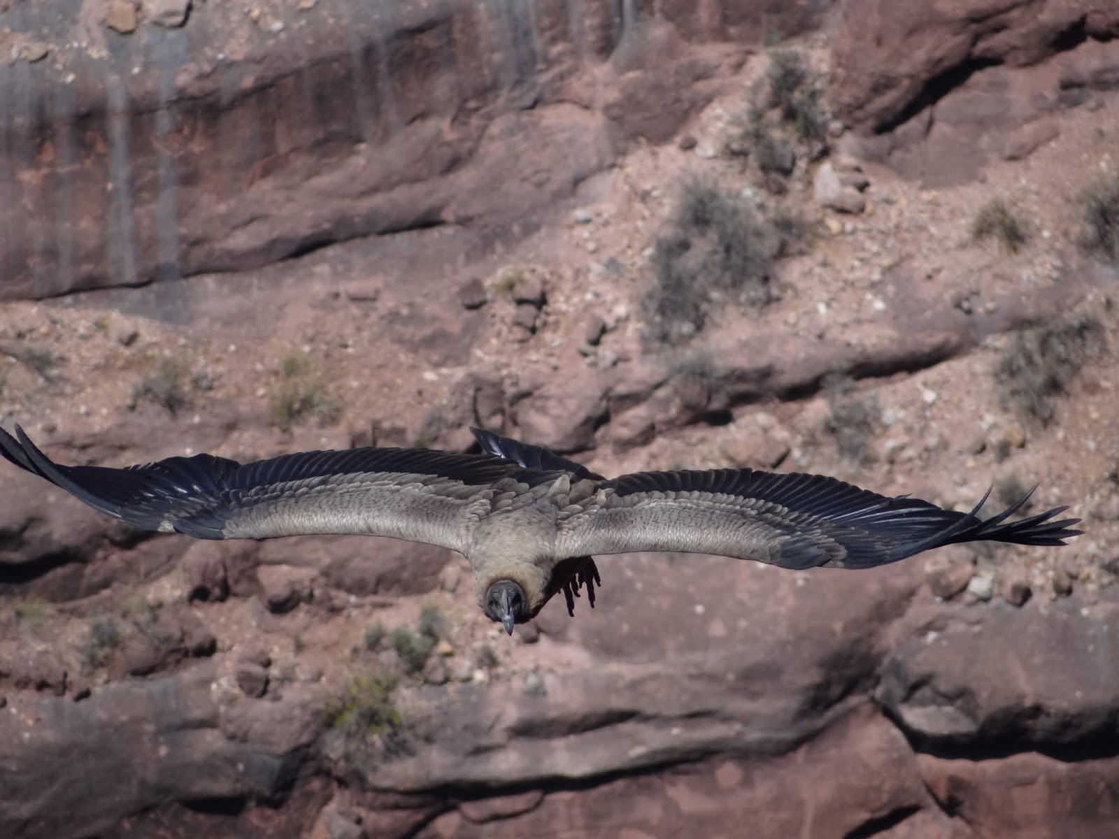Stuart Marsden's Conservation Research Group: Photographs capture ...