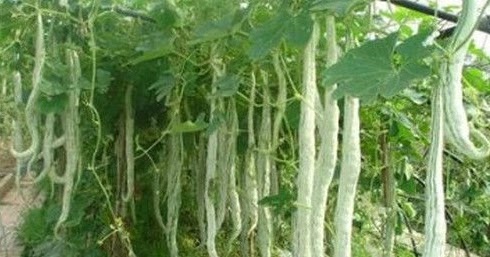 TIPS BUDIDAYA PARE (MOMORDICA CHARANTIA L.) | Mari Menanam