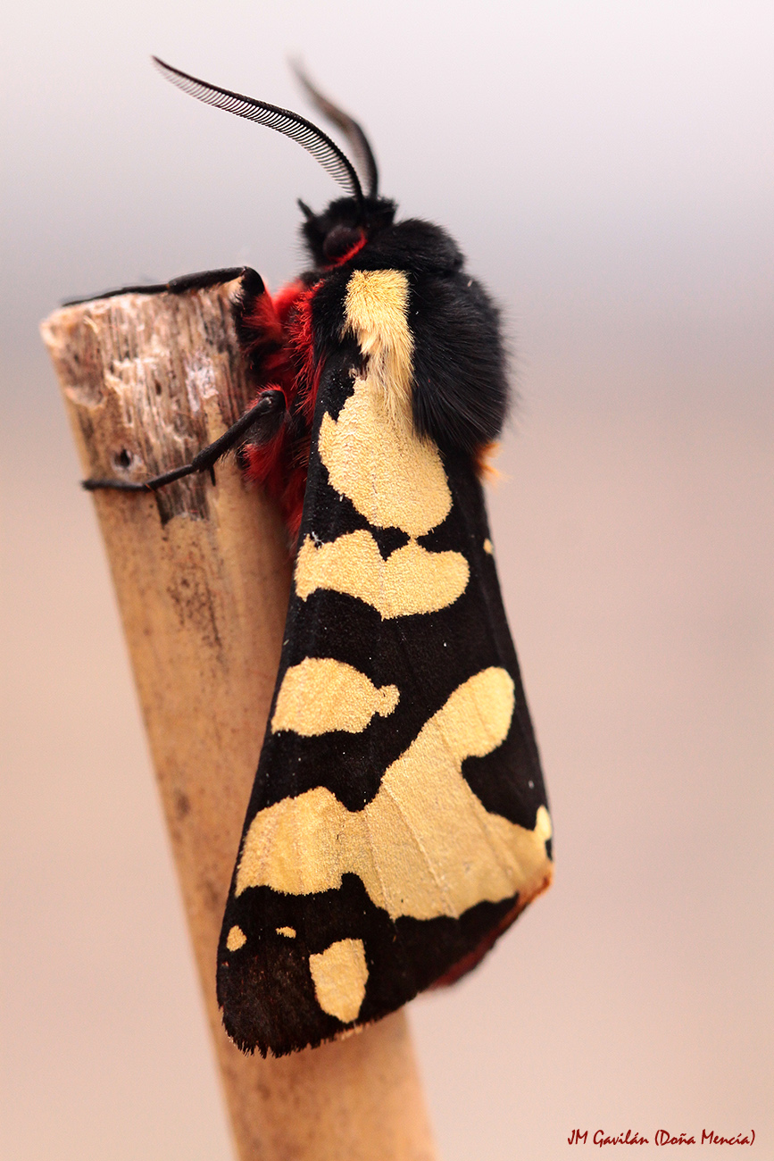 Fotografía de Naturaleza - JM Gavilán: Arctia villica (Polilla Tigre macho)