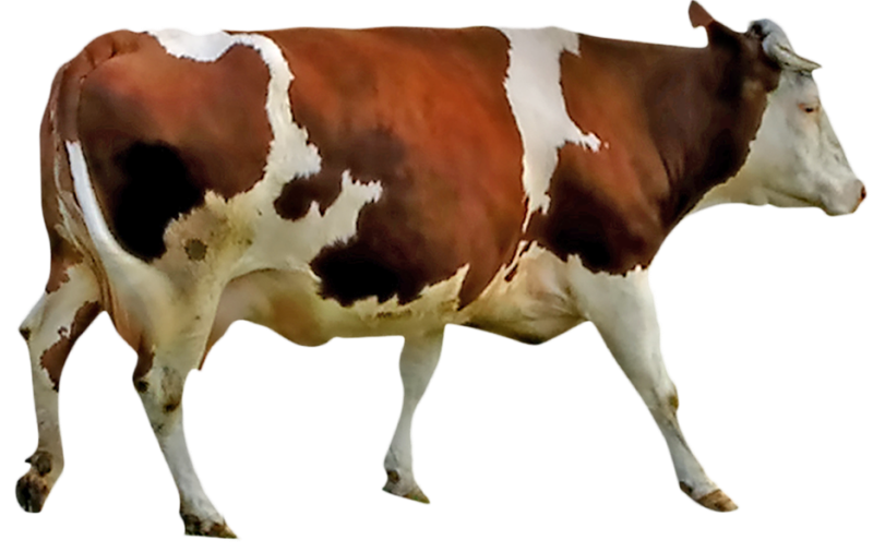 GEOGRAFI LINGKUNGAN: SAPI : HEWAN TERNAK POPULER DAN JENIS JENIS YANG ...