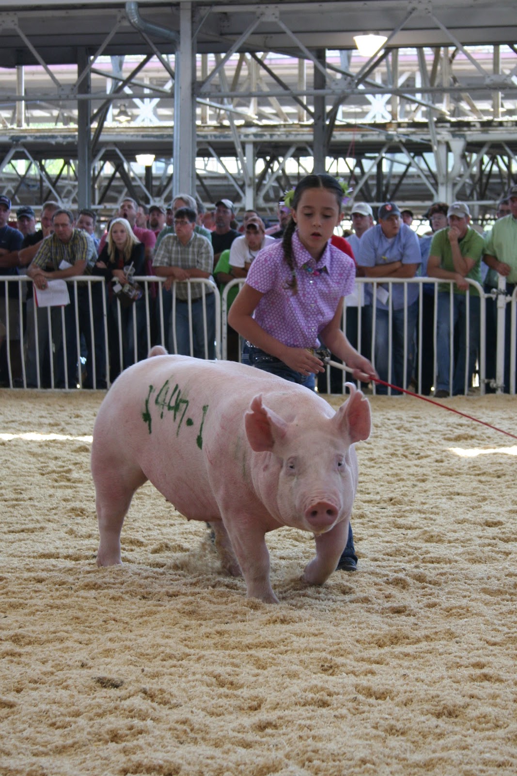 NSR Show & Sale Results: World Pork Expo Open Yorkshire Show Results