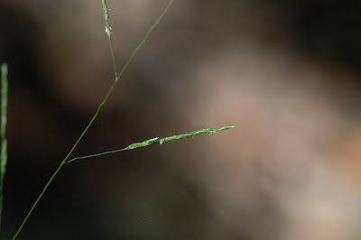 Field Biology in Southeastern Ohio: Pass The Grass