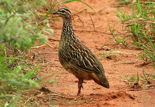 I ALWAYS questioned ONE QUESTION : What could be if various species of ...