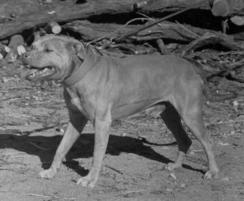 Anderson´s CH Tonka Historia pitbull gamedog apbt - PerrosGame