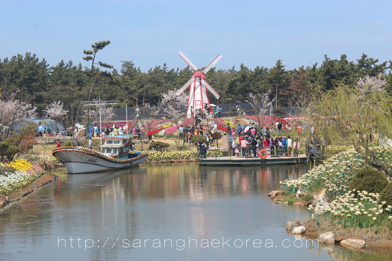 The Amazing Taean Tulip Festival (태안 튤립 축제)
