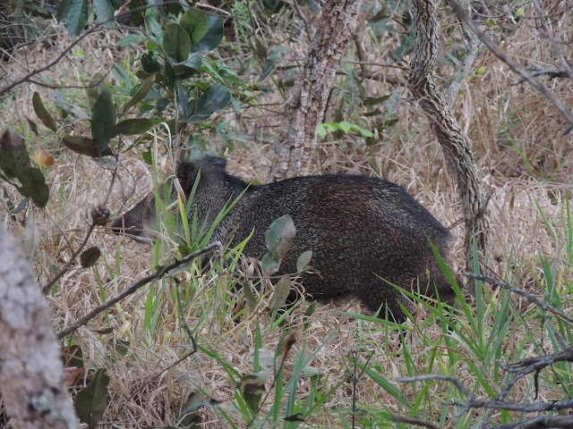 Curiosidades da RPPN: Cateto | BLOG - Buraco das Araras Ecoturismo