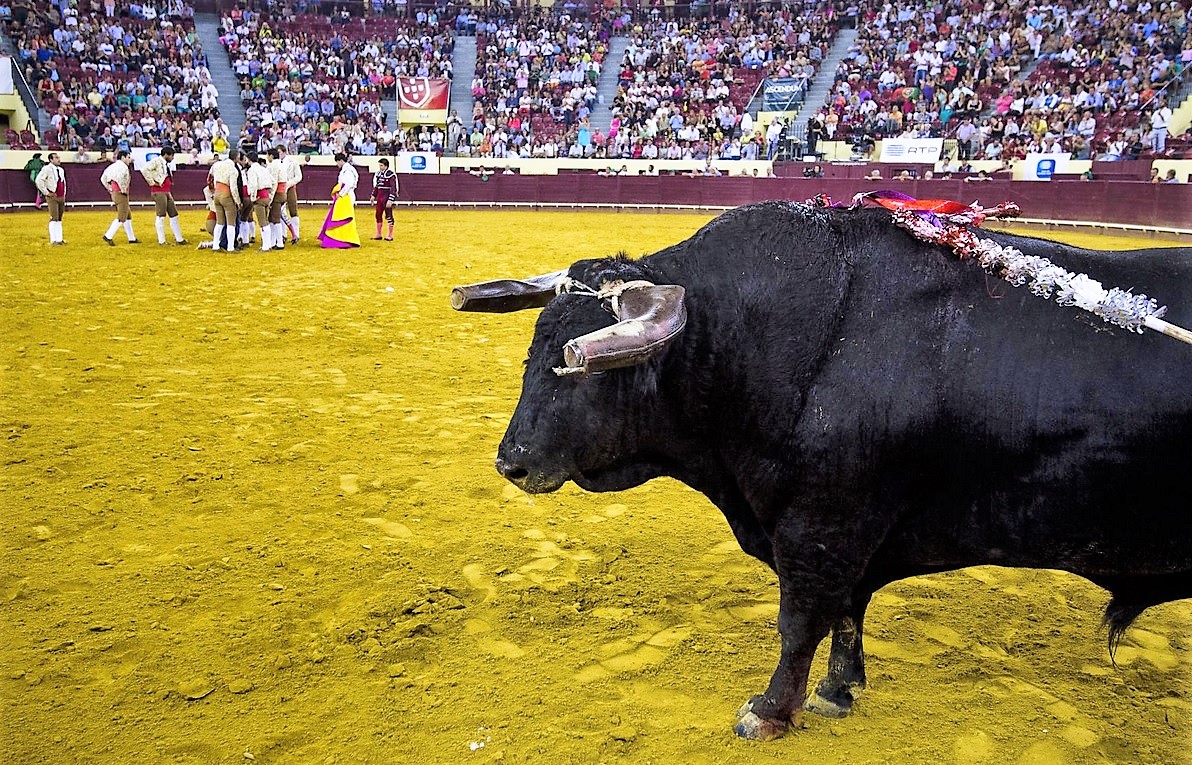 O cão que fuma...: Chumbada abolição de touradas