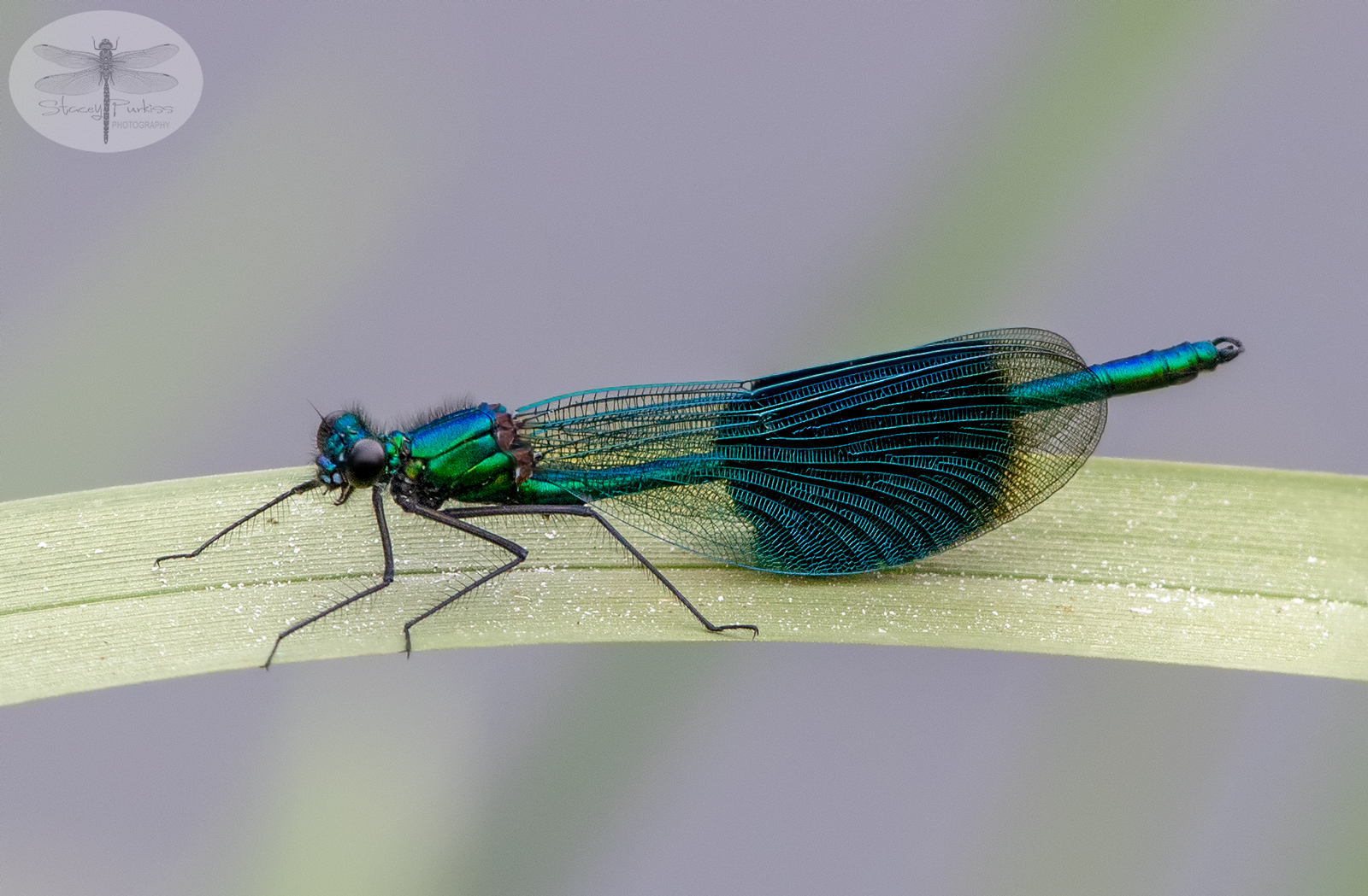 Stacey Purkiss Photography : July Bugs