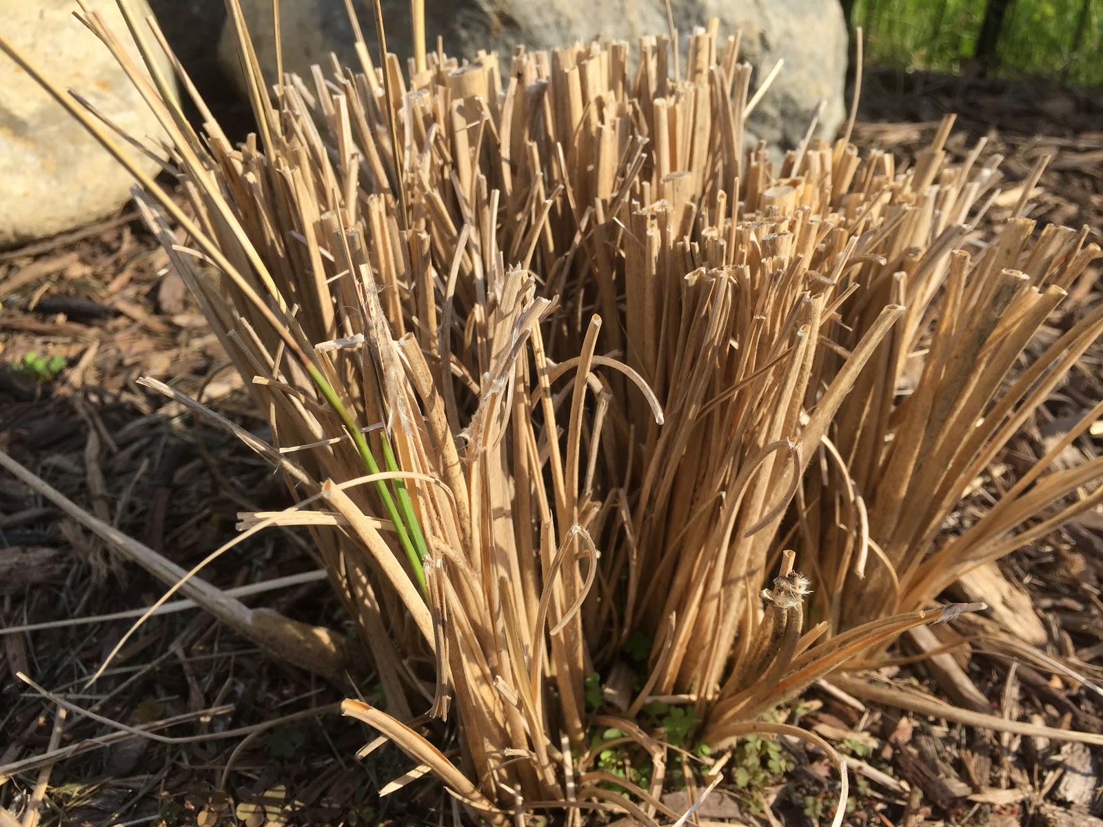 Erianthus ravennae 'Hardy Pampas Grass' Waking Up! [Backyard Neophyte ...