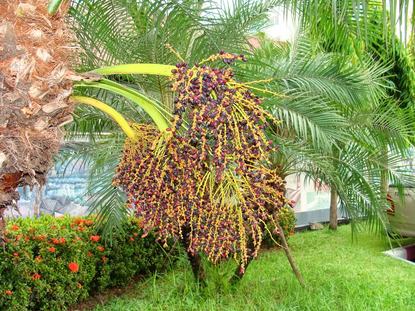 OH57B Retail Nursery Operations: Phoenix roebelenii