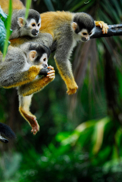 Fakta Pengetahuan Tentang Monyet Tupai | THE AMAZING FACTS OF ANIMALS