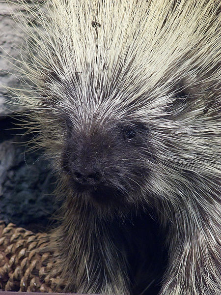 The Jungle Store: Backyard Nature - The Porcupine