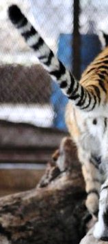 In-Sync Exotics' Cat Tales: A Tale of Many Tails