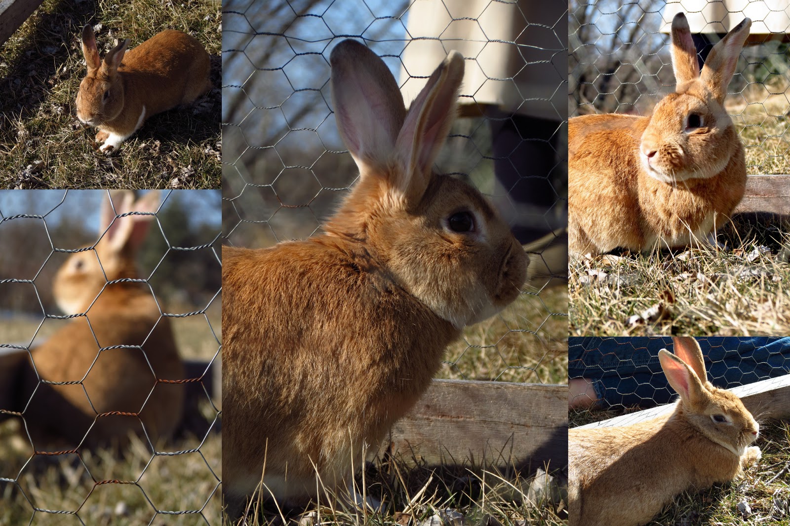 Sauve: By Leaps and Bounds Part 3: Multiplying like Rabbits