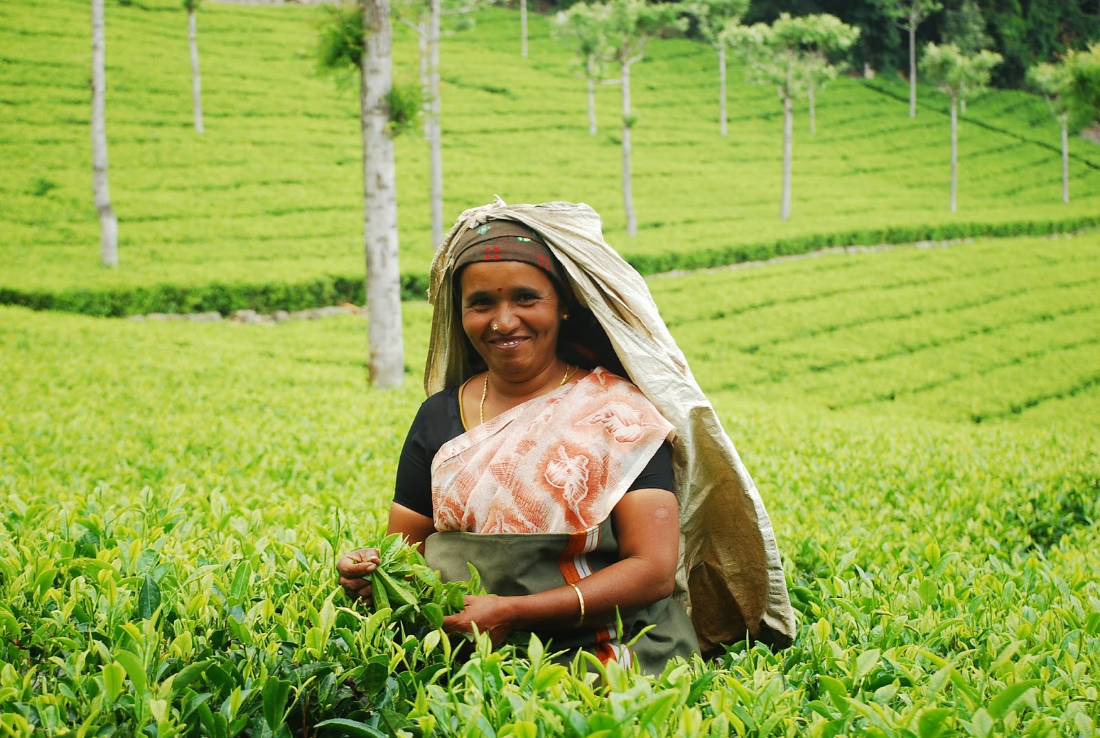 Importance of Agriculture in Rural EconomyAdamas " unbreakable