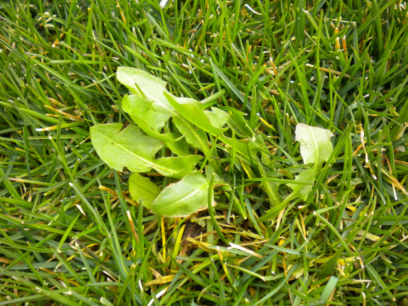 Just the 4 of us: How to: Get a Weed Free Lawn