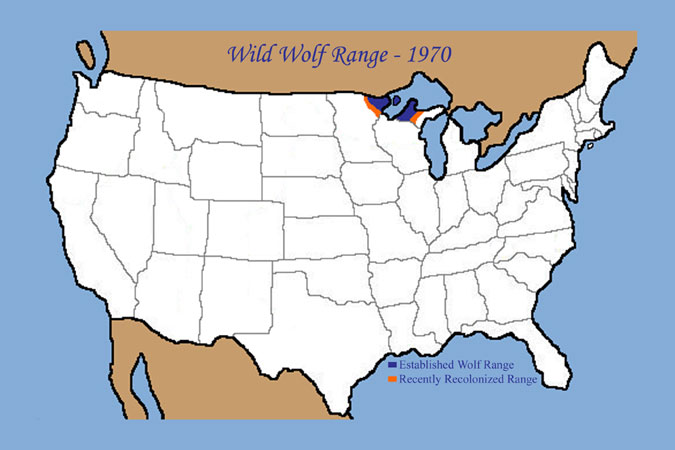 Abe's Animals: American gray wolf range map illustration