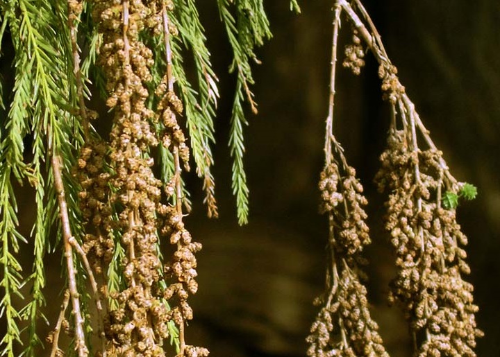 Trees Planet: Taxodium mucronatum – Montezuma Bald Cypress